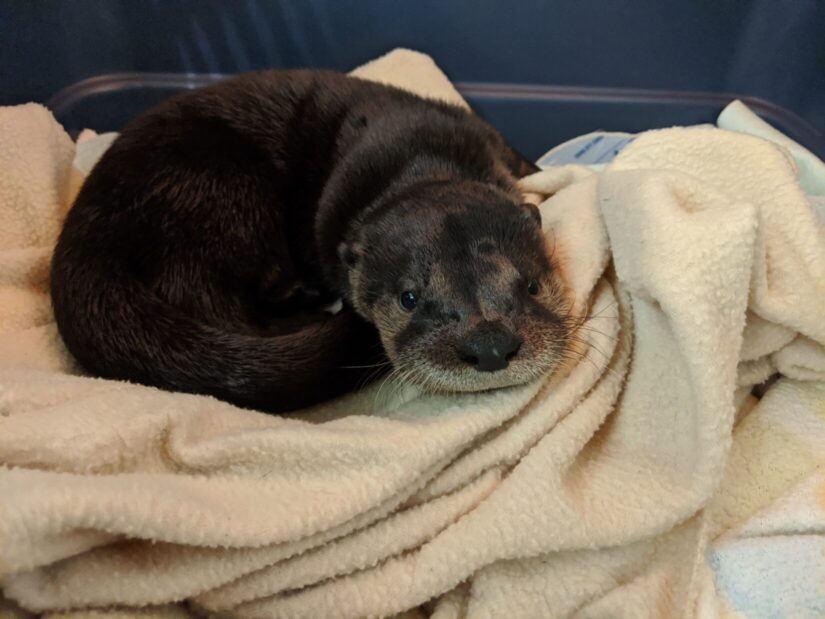 Orphaned otter pup rescued from Vancouver Island roadside