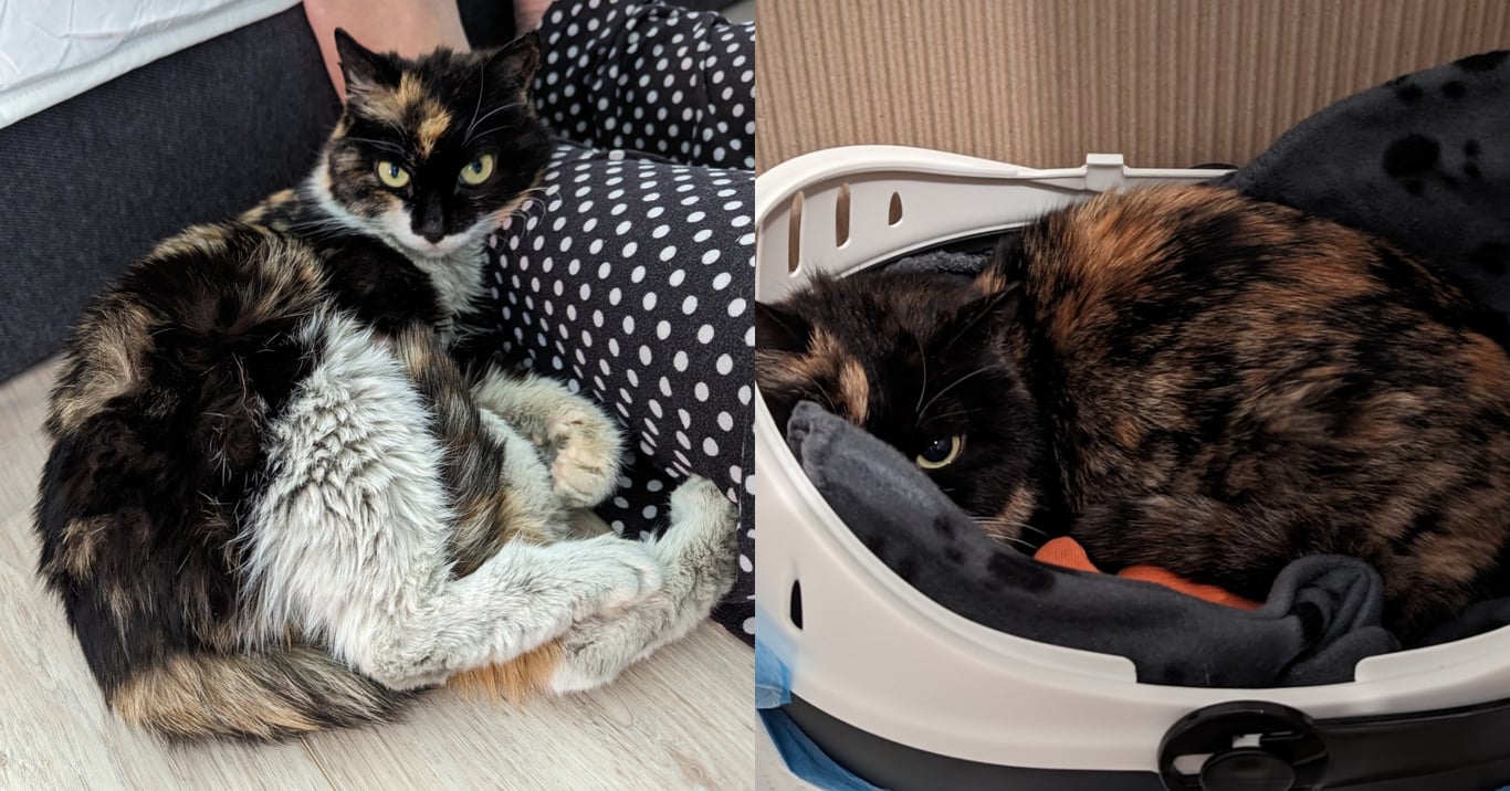 ‘Healthy but scared’: Cat arrives at BC mail centre in mysterious ...