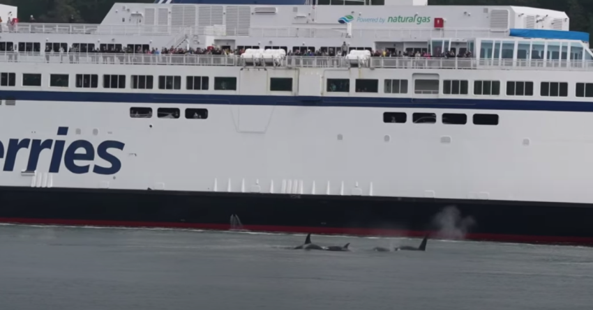 VIDEO: Family of orcas put on a show for passengers aboard BC Ferries ...