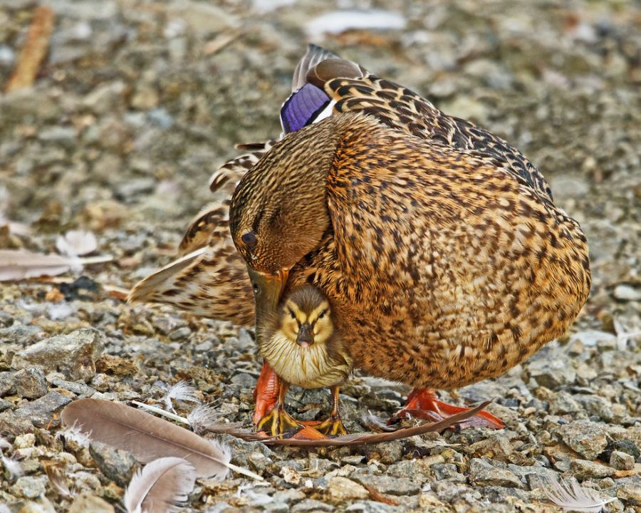 PHOTOS: The BC SPCA's wildlife photography contest is producing some ...