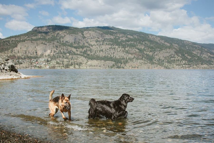 Dry drowning in dogs and how to prevent it