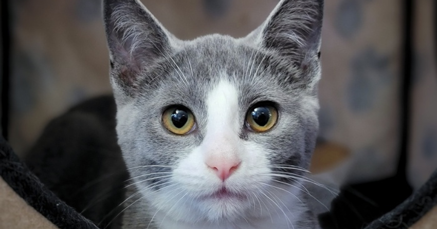 Furever Home Finder: Matcha