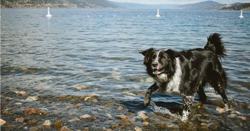 Dry drowning in dogs and how to prevent it