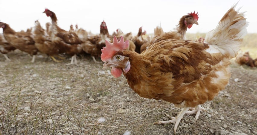 27,000 chickens killed in BC fire that destroyed 2 barns