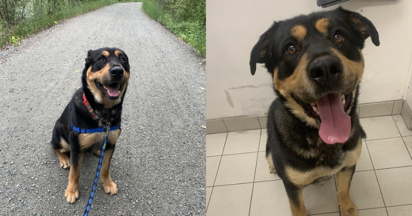 Furever Home Finder: Hunter