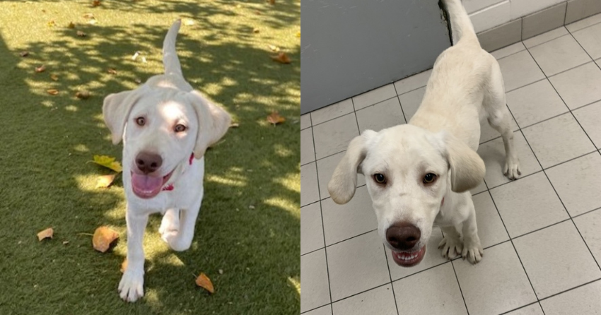 Furever Home Finder: Lloyd