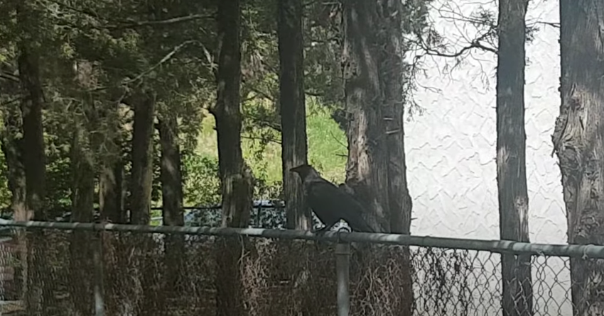 VIDEO: Kamloops crow says 'hello'