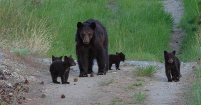 'Very unusual': Bear with 5 cubs spotted in Penticton