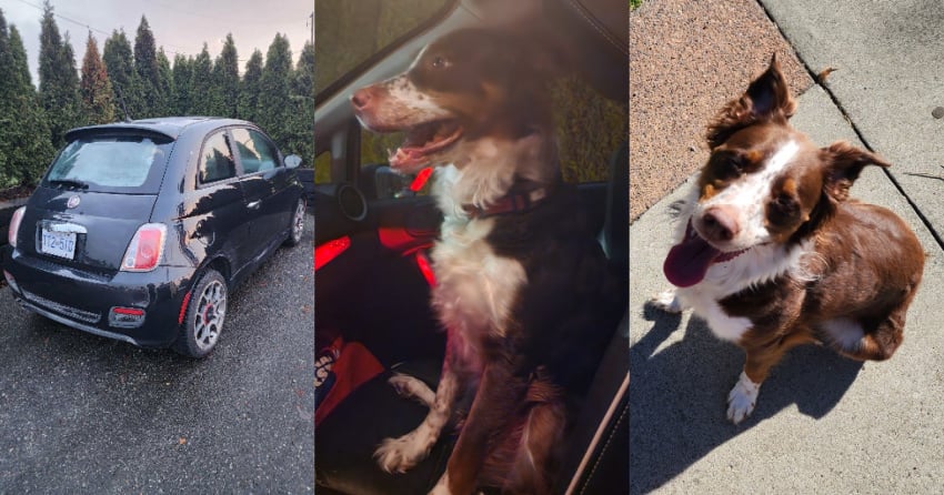 UPDATE: Dog found after being taken in stolen car, police in BC say