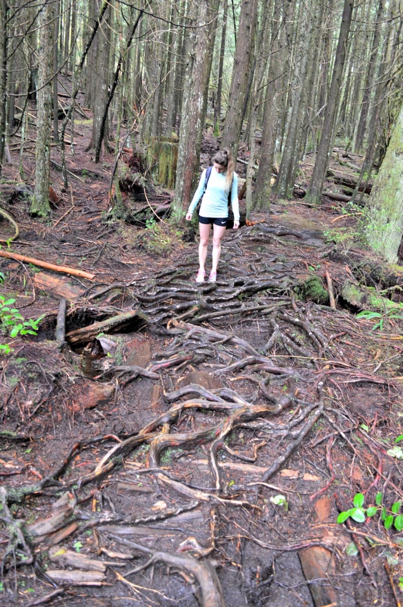 The Lush Forest of Golden Ears Provincial Park