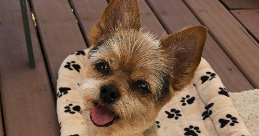 Introducing Hyper Piper, our Pet of the Week!