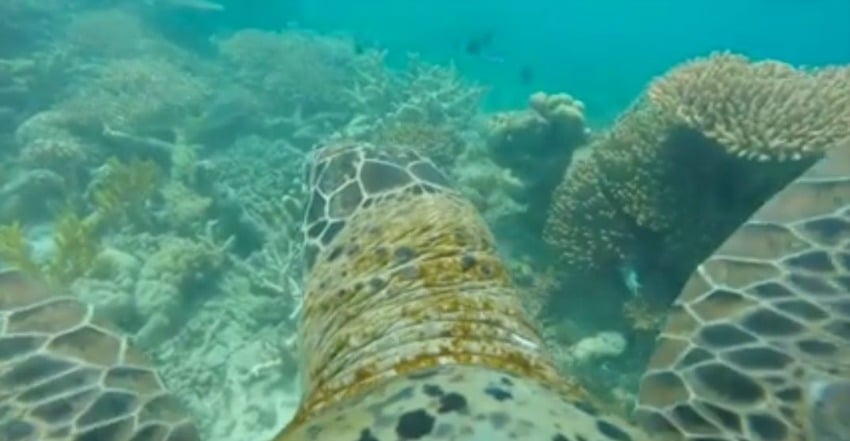 Turtle’s Eye View Captured of Great Barrier Reef