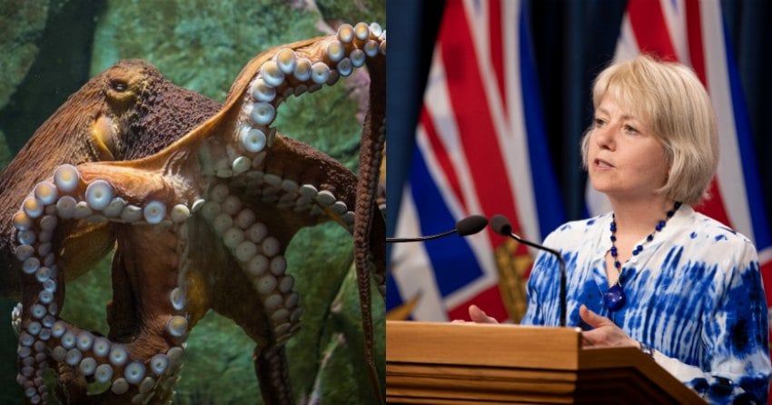 Aquarium names new giant octopus after BC’s top doctor