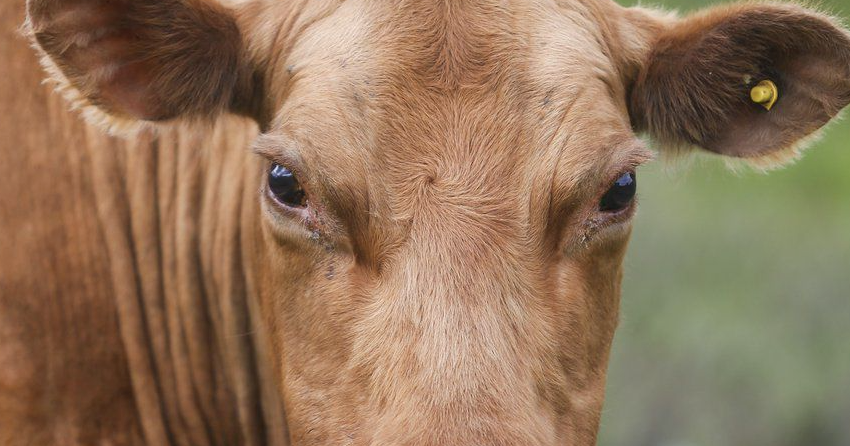 Canadian town tries cowboy tactics after crop-trampling cattle evade ...