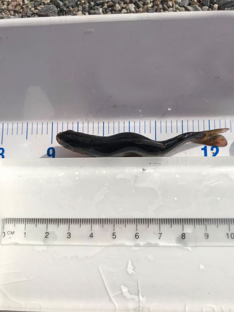 Whirling disease prompts year-long angling, boating ban in Yoho ...
