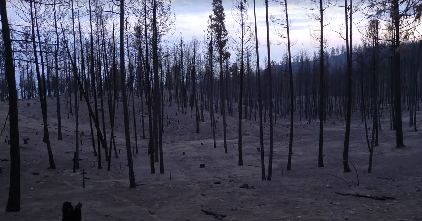 BC streamlines process to salvage wildfire-damaged timber