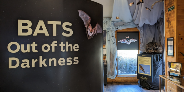 Kelowna exhibit sheds light on bats