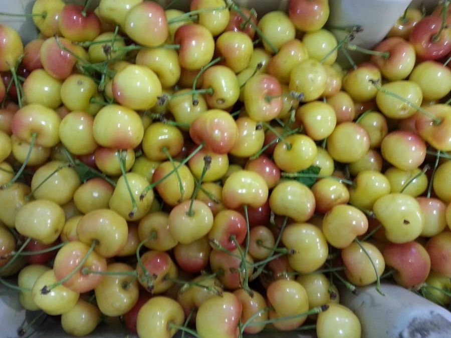 Where you can get locally grown fruit in the Okanagan