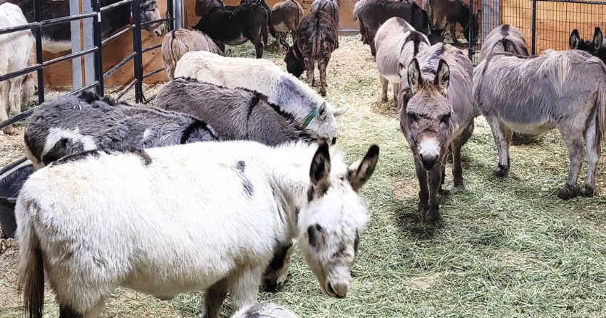 BC Interior donkeys receive a helping hand