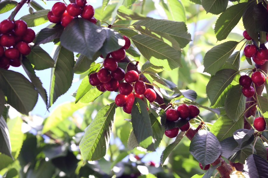 Okanagan cherry and apple orchards desperate for workers as crops start ...