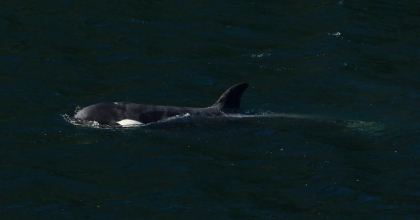 Killer whale calf trapped in BC swims out of lagoon on her own