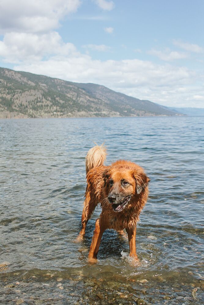 Dry drowning in dogs and how to prevent it