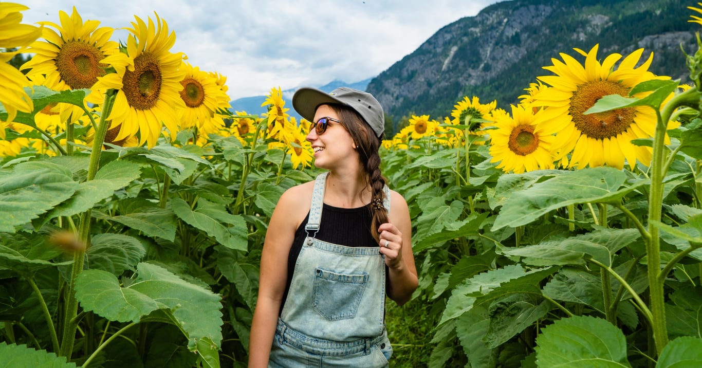 BC sunflower maze with over 100,000 sunflowers in bloom opens today
