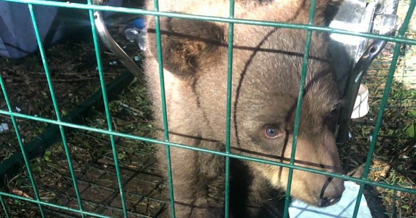 BC man arrested after caged bear cub, stolen cars, weapons and more ...