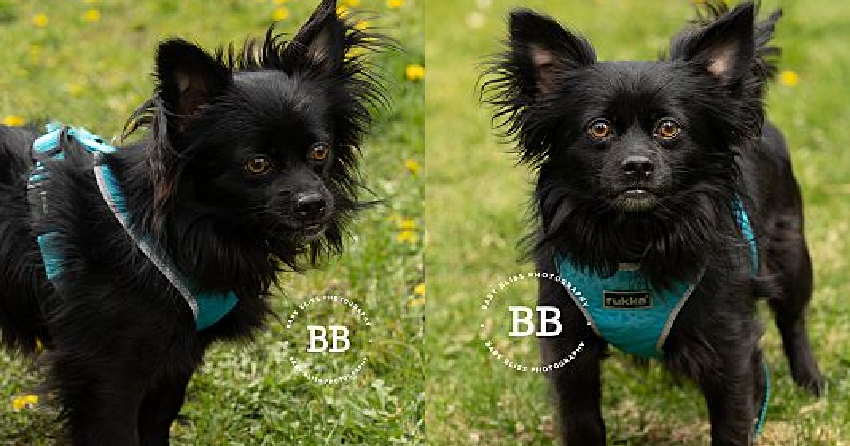 Furever Home Finder: Carter