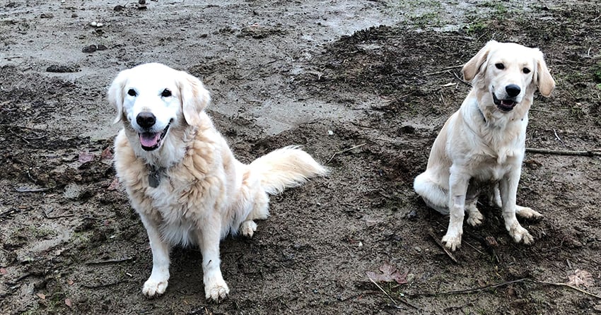 Time running out to purchase your dog license for a cheaper fee