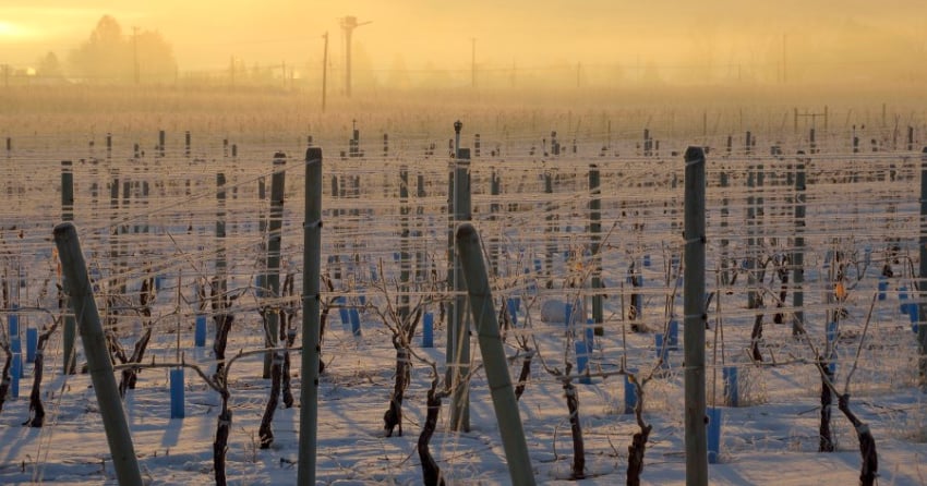 'Catastrophic' cold damage to wine grape vines