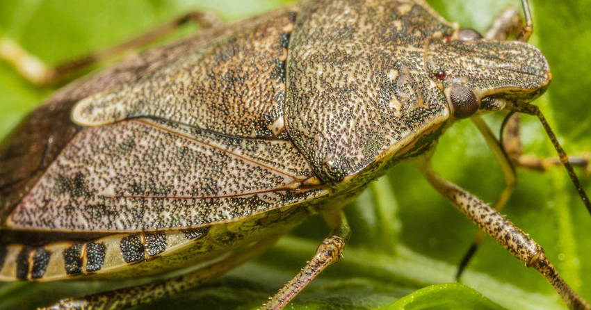 Invasion of the stink bugs: Pest thrives in BC's warm October