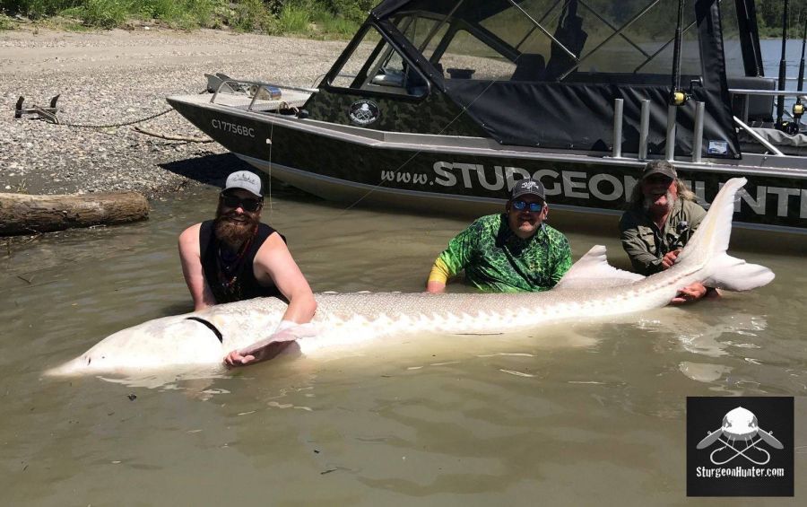 PHOTOS: Anglers in BC catch ‘once in a life time’ monster sturgeon
