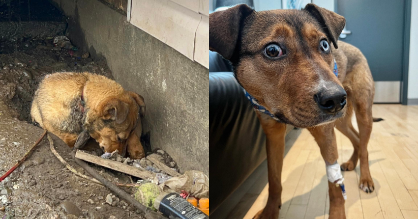 ‘Emergency rescue’: Dog removed from horrendous conditions on Vancouver ...