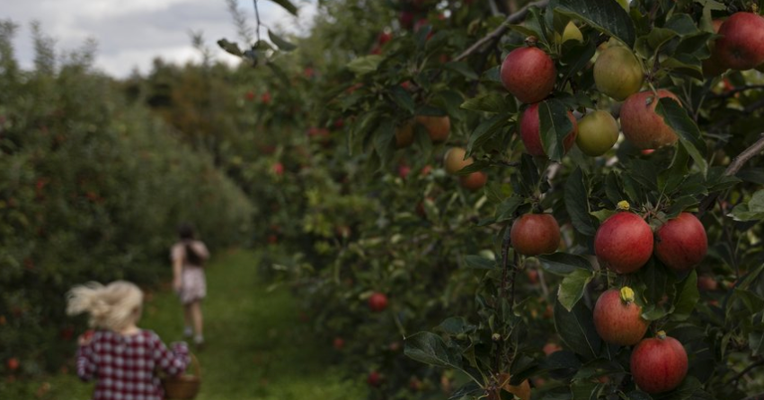 BC risks 'carpet' of rotting apples without help after BC Tree Fruits ...
