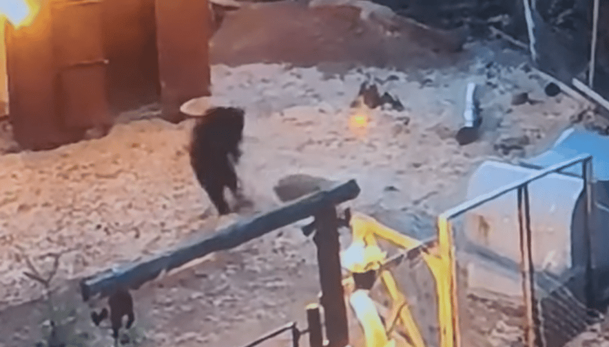 VIDEO: Pig named Barbie Q fearlessly chases off bear from Vancouver ...