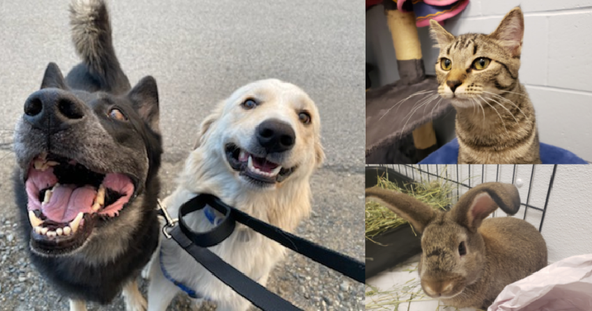 'By far the busiest wildfire season we have seen:' BC SPCA helping ...