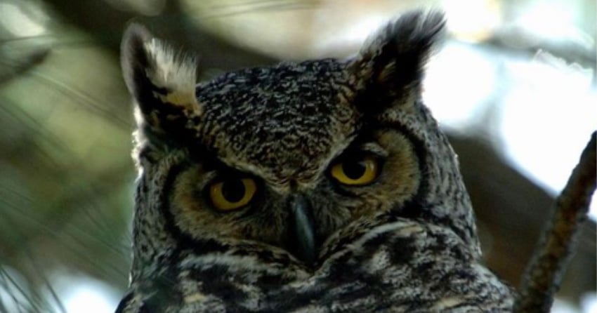 PHOTOS: Animals living in the Okanagan