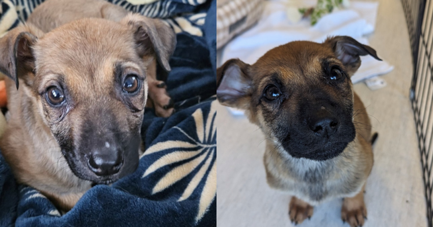 4-month-old puppy named ‘Pebbles’ was so hungry she ate rocks: BC SPCA