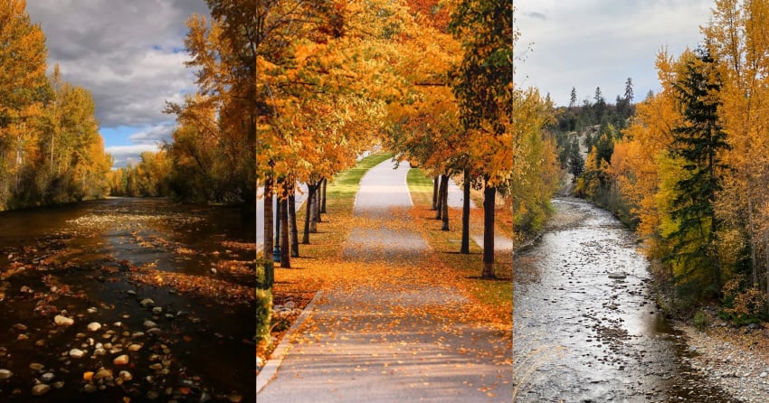 PHOTOS: Stunning shots of fall foliage in Kelowna