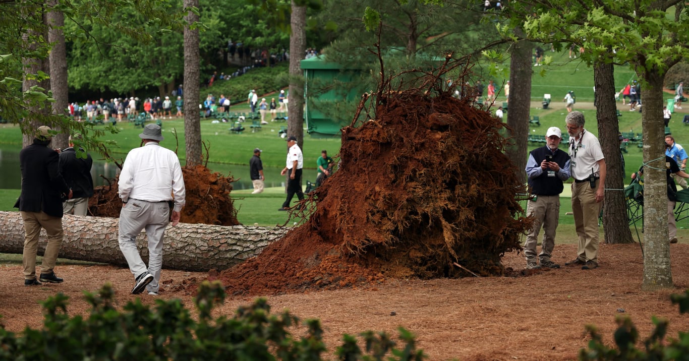 VIDEO: Terrifying scenes as large trees fall just feet away from ...