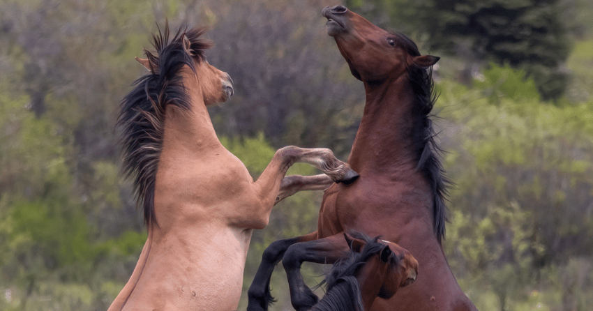 'Horses are my world': Advocates decry Alberta plan to control wild ...