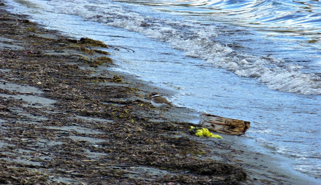 Invasive Aquatic Weed Makes an Early Appearance in Okanagan Lakes