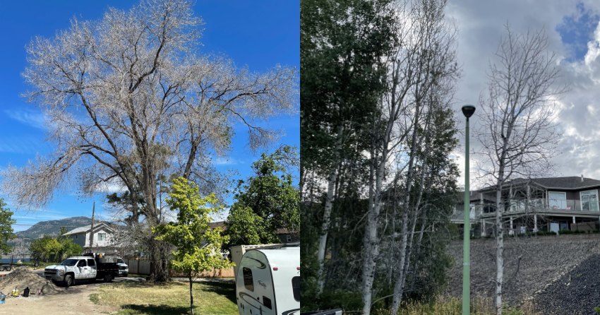 'Tragic and senseless': Decades-old elm among several trees killed with ...