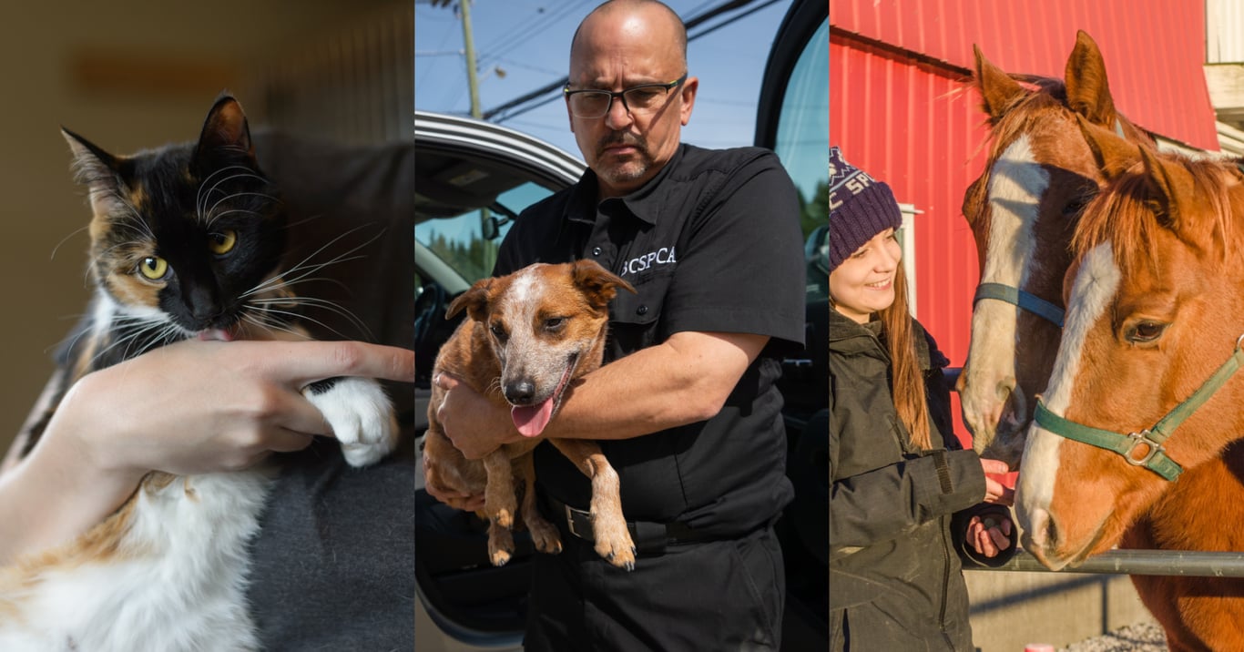 BC SPCA breaks record by helping nearly 119,000 animals in 2021