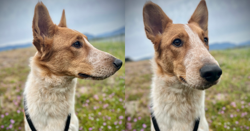 Furever Home Finder: Kevin