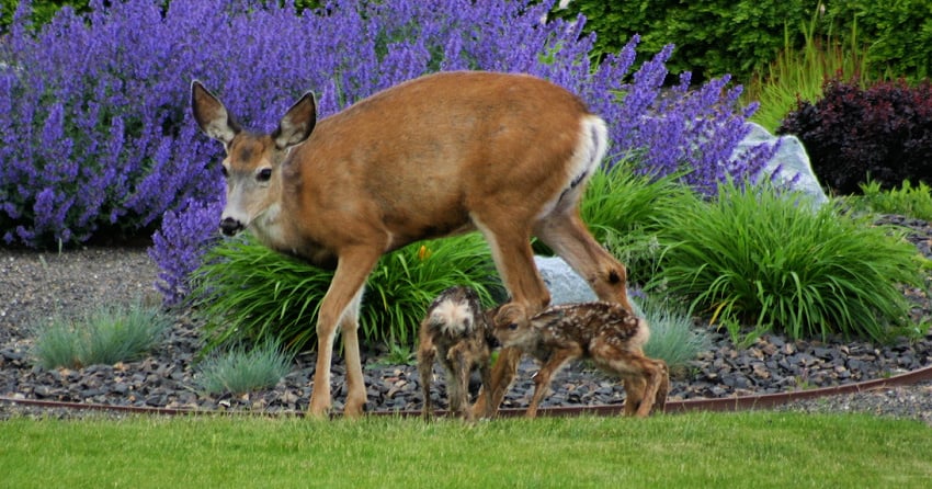 Pair of fawns born in Kelowna yard
