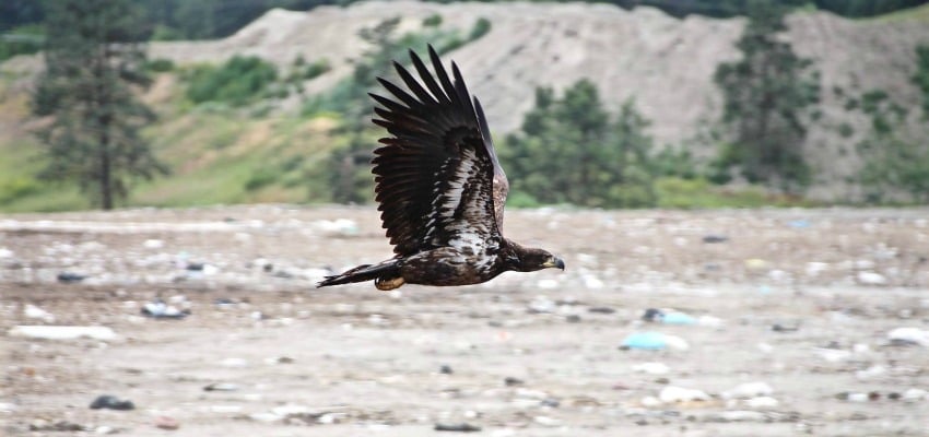 Bird counters flock around Kelowna