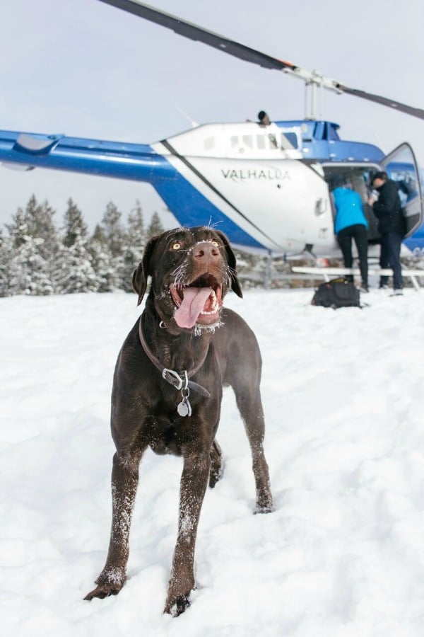 4 bad pet care habits we're leaving behind in 2018