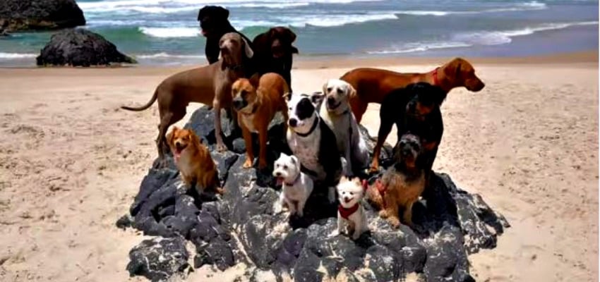 Must See Video: "Happy" Dogs Choreographed to Pharrell Williams Song